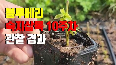 블루베리 숙지 삽목 10주차 경과 관찰 잎이 진록색으로 변하고 뿌리가 발생되어 관찰 된다 과습시 삽목묘가 시드는 이유는 혐기성 미생물이 증식하며 뿌리가 상하기 때문이다