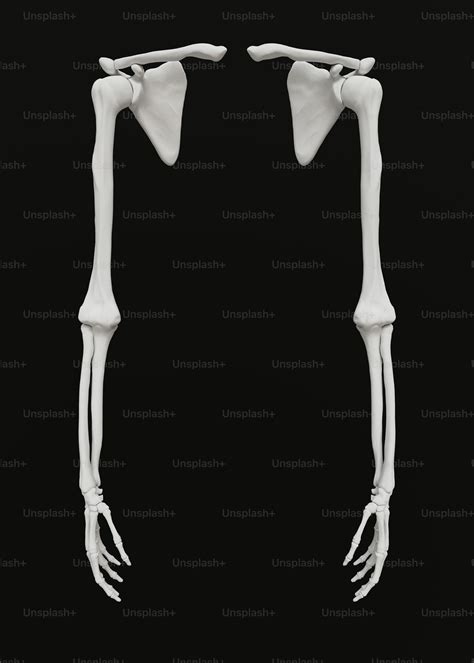A Picture Of A Human Skeleton Showing The Upper And Lower Limbs Photo