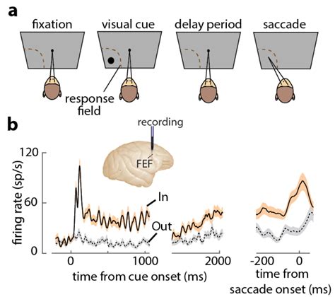 Fef Responses During The Memory Guided Saccade Mgs Task A Schematic