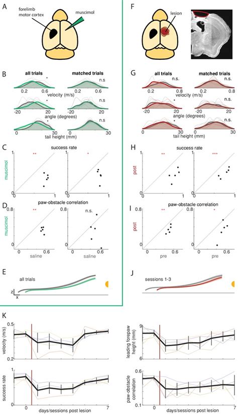 A Rapid Whisker Based Decision Underlying Skilled Locomotion In Mice