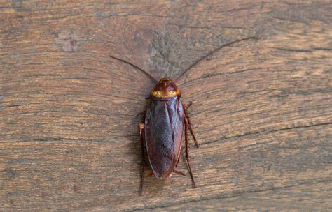 Where Do Wood Cockroaches Live At Richard Harvey Blog