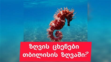 ზღვის ცხენები თბილისის ზღვაში Youtube