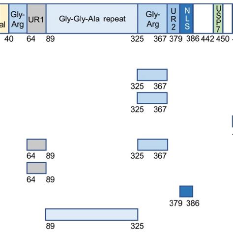 Overview Of Ebna1 Functional Domains Download Scientific Diagram