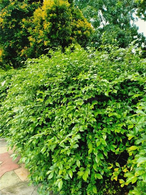 Tree On The Side Of The Road Stock Photo Image Of Spruce Green 264234836