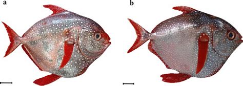 Species Of The Subgenus Lampris With Visible General Differences