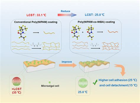 Polyn Isopropylacrylamide Co N Tert Butylacrylamide Graph Polydopamine As A Thermoresponsive