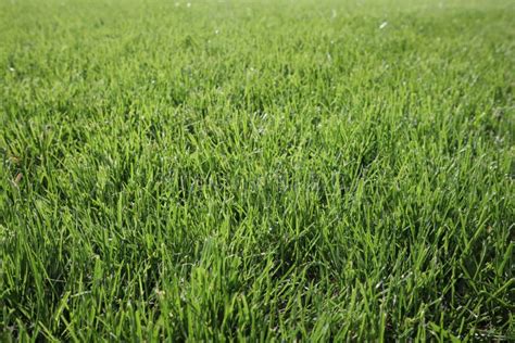Texture Of Green Grass Green Soccer Grass Background Natural Grass Side View Fresh Cut Grass