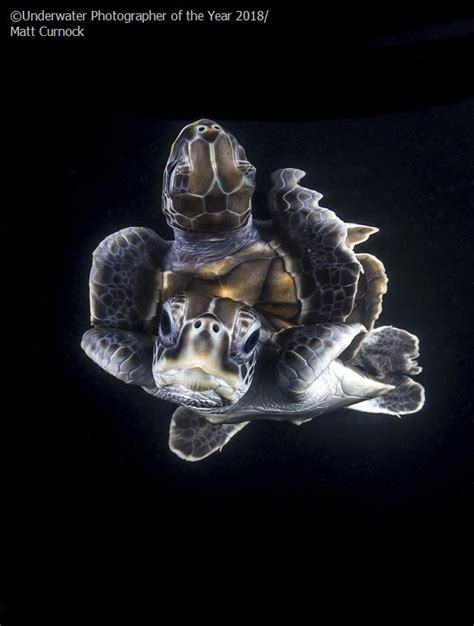 Curnock Faune Sauvage