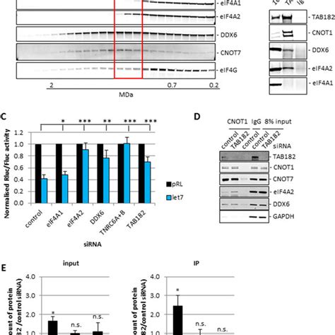 Eif4a2 Ddx6 And Cnot7 Are Required For Maximum Repression Via Cnot1 Download Scientific