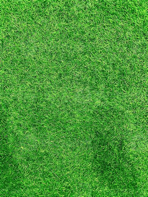 Green Grass Texture Background Grass Garden Concept Used For Making