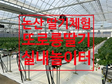 논산 아기 실내체험 딸기따기 또로롱딸기 내돈내산 네이버 블로그