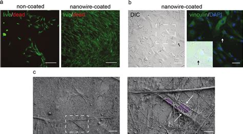 Hmscs Cultured On Glass Surfaces Functionalized With Spider Silk