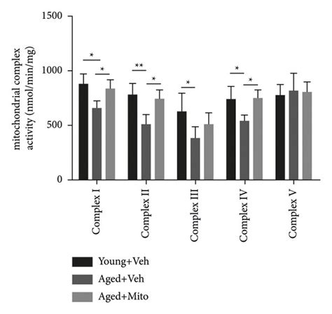 Restoration Of Mitochondrial Function In The Aged Hippocampus By