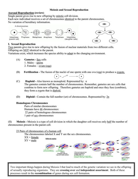 Meiosis And Sexual Reproduction