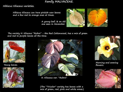 8 Hibiscus Tiliaceus Botany Brisbane