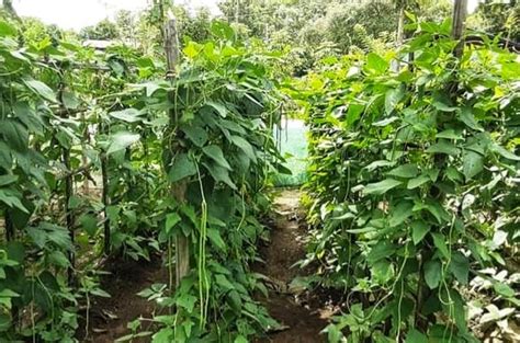 ကျိုက်ဒုံမြို့တွင် တစ်ပိုင်တစ်နိုင် ဟင်းသီးဟင်းရွက်စိုက်ပျိုးခြင်းကြောင့် တောင်သူများ