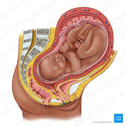 Vaginal Orifice Anatomy And Relations Kenhub