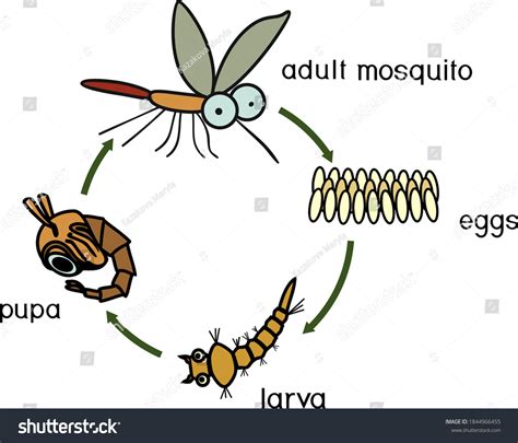 모기 라이프 사이클 모기의 난자에서 흰 스톡 벡터로열티 프리 1844966455 Shutterstock