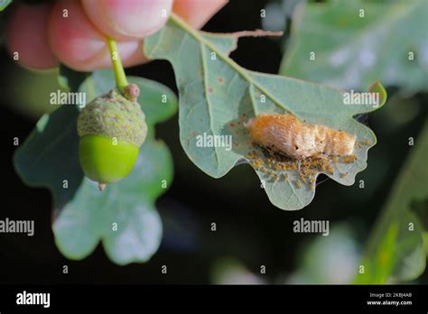Young Caterpillars Of Brown Tailed Moth Euproctis Chrysorrhoea On Leaf