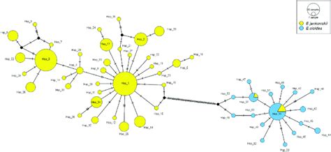 Median Joining Network Based On 53 Haplotypes Inferred From Nd2 Gene Download Scientific