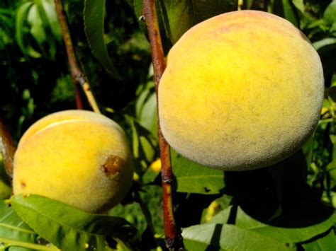 Free Picture Two Yellow Peach Fruits Tree