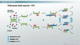 DNA Polymerase | Definition, Structure & Function - Lesson | Study.com