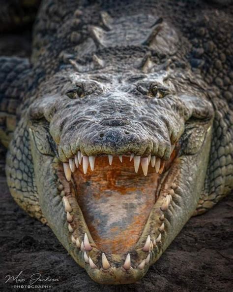 Alligator Diversity Picture Of Different Alligator Species Crocodile