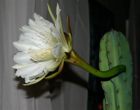 Complete And Updated Guide To Cereus Repandus Cereus Peruvianus