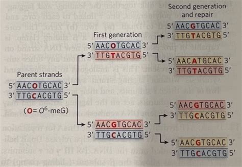 Molecualr Exam 2 Textbook Questions Flashcards Quizlet