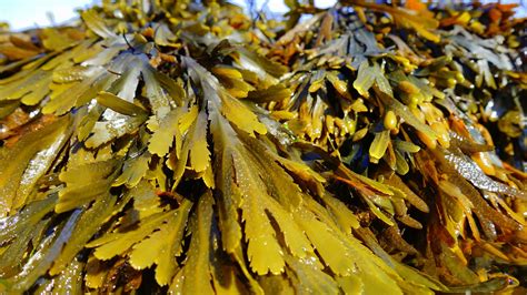 Collecting And Identifying Seaweeds 2019 The British Phycological Society