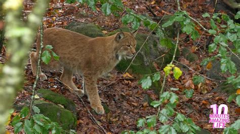 The Quiet Steps Of A Lynx Hunting In Forest