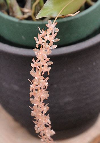 デンドロキラム・コンヴァラリアエフォルメ