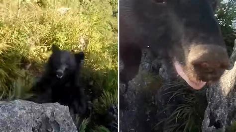 El Incre Ble V Deo De Un Excursionista Luchando Contra Un Oso En Una Monta A De Jap N
