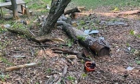 Arborist Dies After Falling Out Of Tree Canadian Occupational Safety