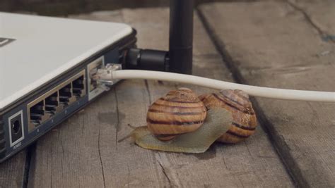 Snail Porn Sex Pictures Pass