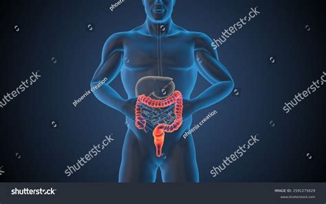 Anatomy Human Colon Digestive Organs 3d Stock Illustration 2591275629 Shutterstock