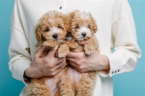 Micro Teacup Maltipoo Full Grown