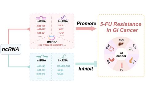 Regulatory Role Of Non Coding Rnas In 5 Fluorouracil Resistance In
