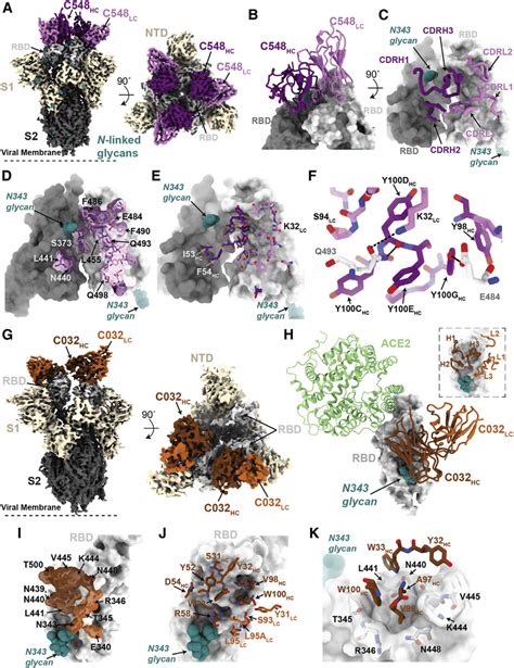 Structures Of Class 2 And Class 3 Anti Rbd 1 3 Month Antibodies Reveal