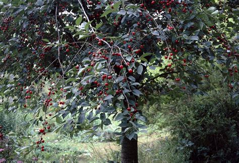 Wild Cherry Tree Prunus Avium Stock Image C0073672 Science