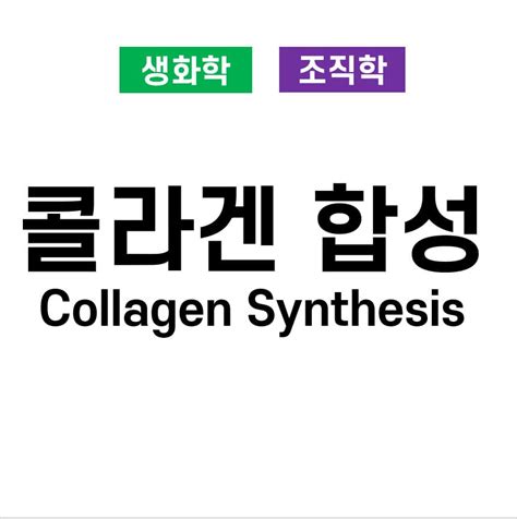 콜라겐 합성 과정 Collagen Synthesis Process 의학당