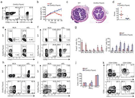 mutual expression of runx3 and thpok regulates intestinal cd4 t cell