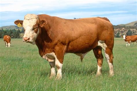 Simmental Bull Beef Farming Te Ara Encyclopedia Of New Zealand