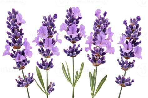Row Of Lavender Flowers On Clear Background 58046599 Png