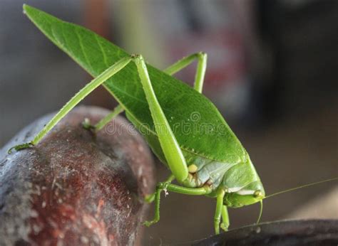 A Solitary Green Leaf Katydid In The Guatemalan Jungle Stock Image