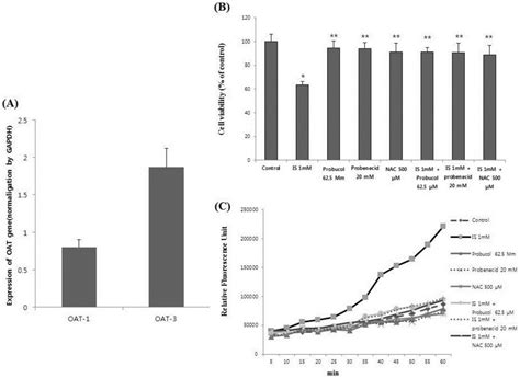 Expression Of The Oat Gene In Mc3t3 E1 A Oat Gene Expression Was