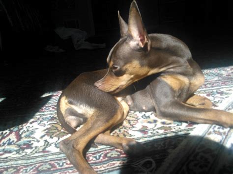 Prague Ratter Vs Miniature Pinscher At Hayley Hintz Blog
