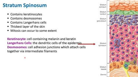 Layers Of Epidermis Mnemonic