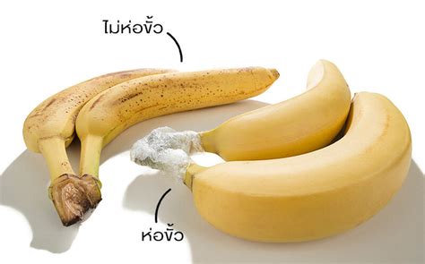 การห่อขั้วกล้วย เกษตรตำบล ศูนย์รวมข้อมูลเกษตร พันธุ์ไม้ เมล็ดพันธุ์ ปุ๋ย เกษตรธรรมชาติ อัพเดด