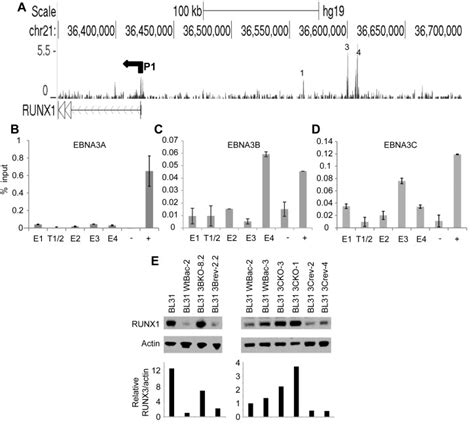 Runx Super Enhancer Control Through The Notch Pathway By Epstein Barr Virus Transcription